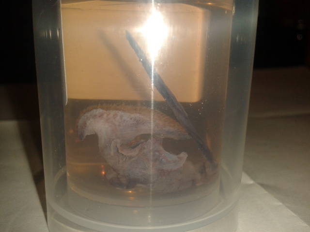 MASHAMBANI RHODESIAN RIDGEBACKS - Der Dermoid Sinus